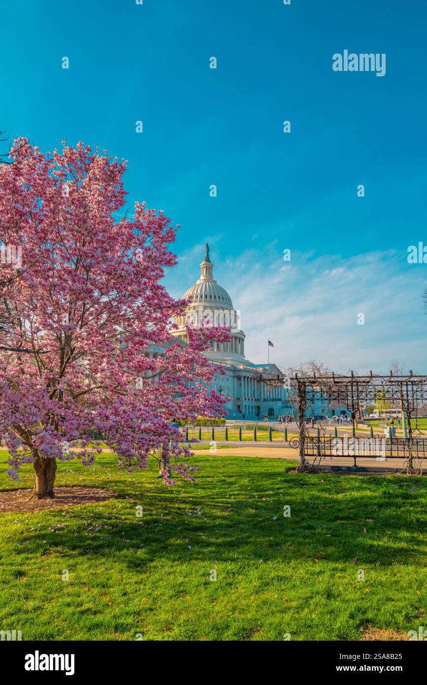 Capitol building at spring blossom magnolia tree, Washington DC. U.S ...