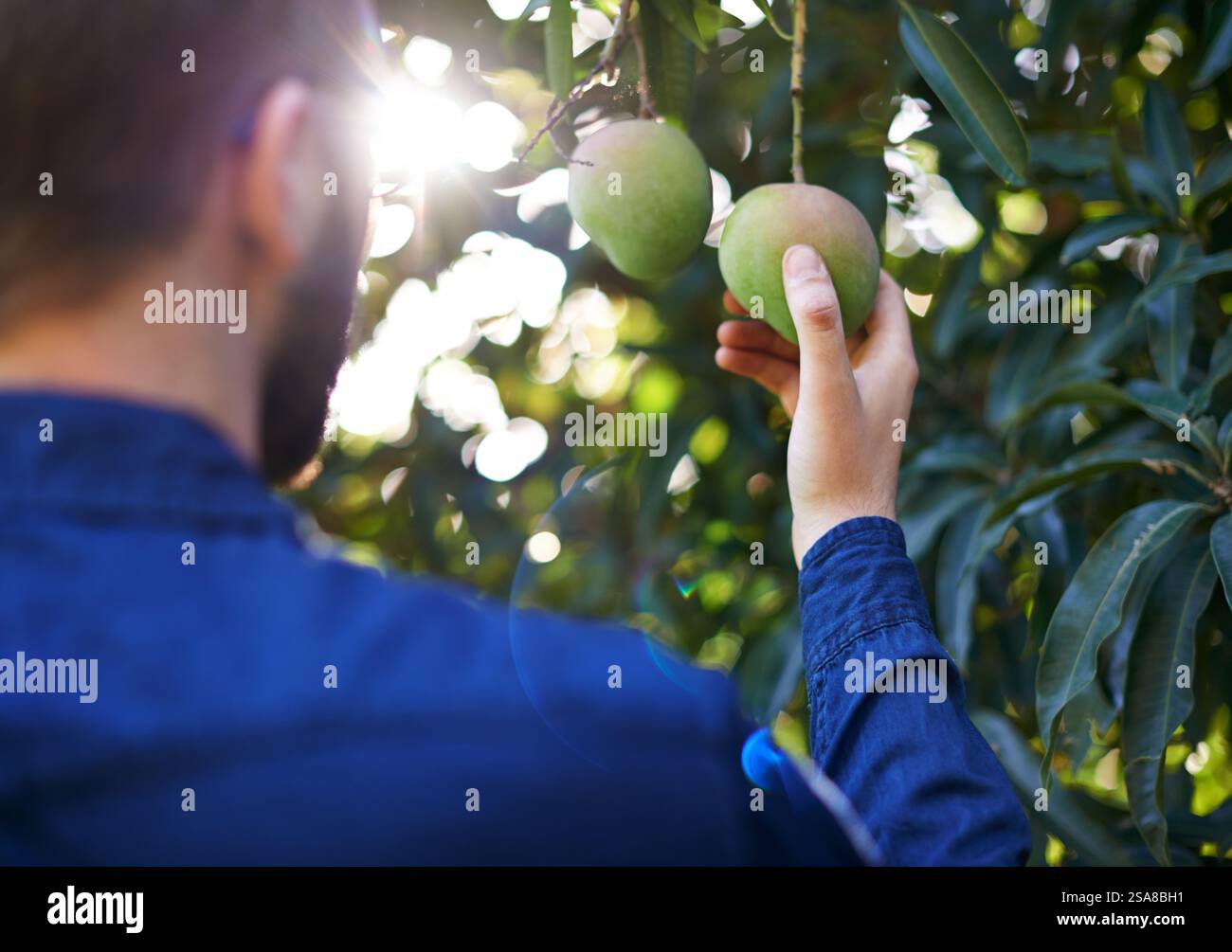 People reaching fruit on tree hi-res stock photography and images - Alamy