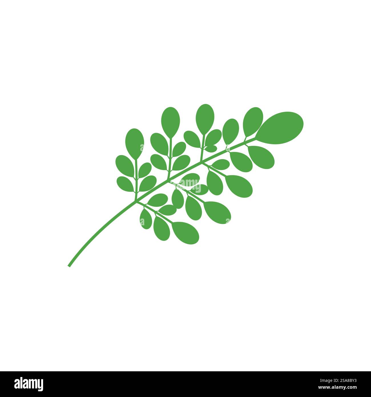Moringa logo vector template symbol nature Stock Vector Image & Art - Alamy