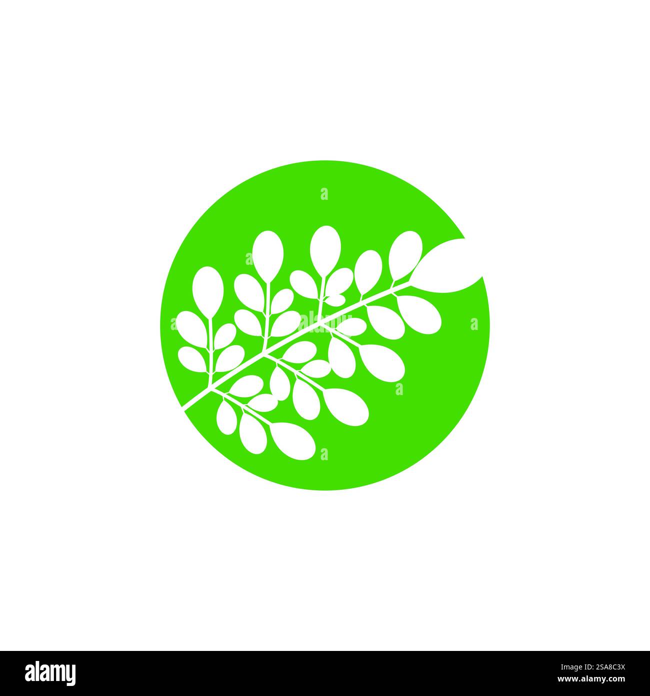 Moringa logo vector template symbol nature Stock Vector Image & Art - Alamy