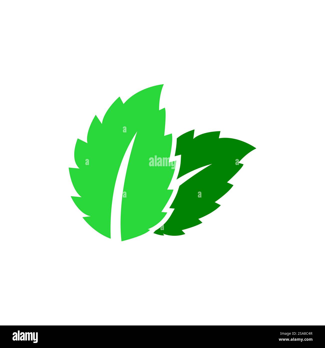 Natural leaf mint logo vector template symbol design Stock Vector Image ...