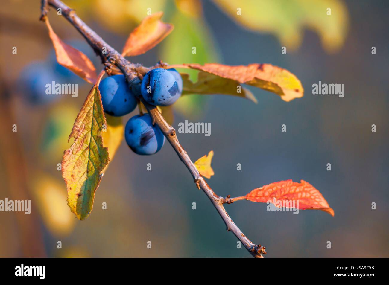 Three sloes cling to a branch, their dark blue contrasting with the ...