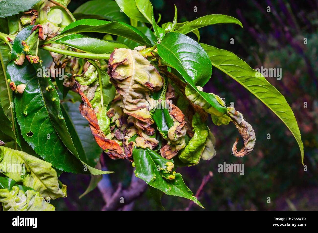 Peach tree leaves are affected by a disease, showing curled and ...