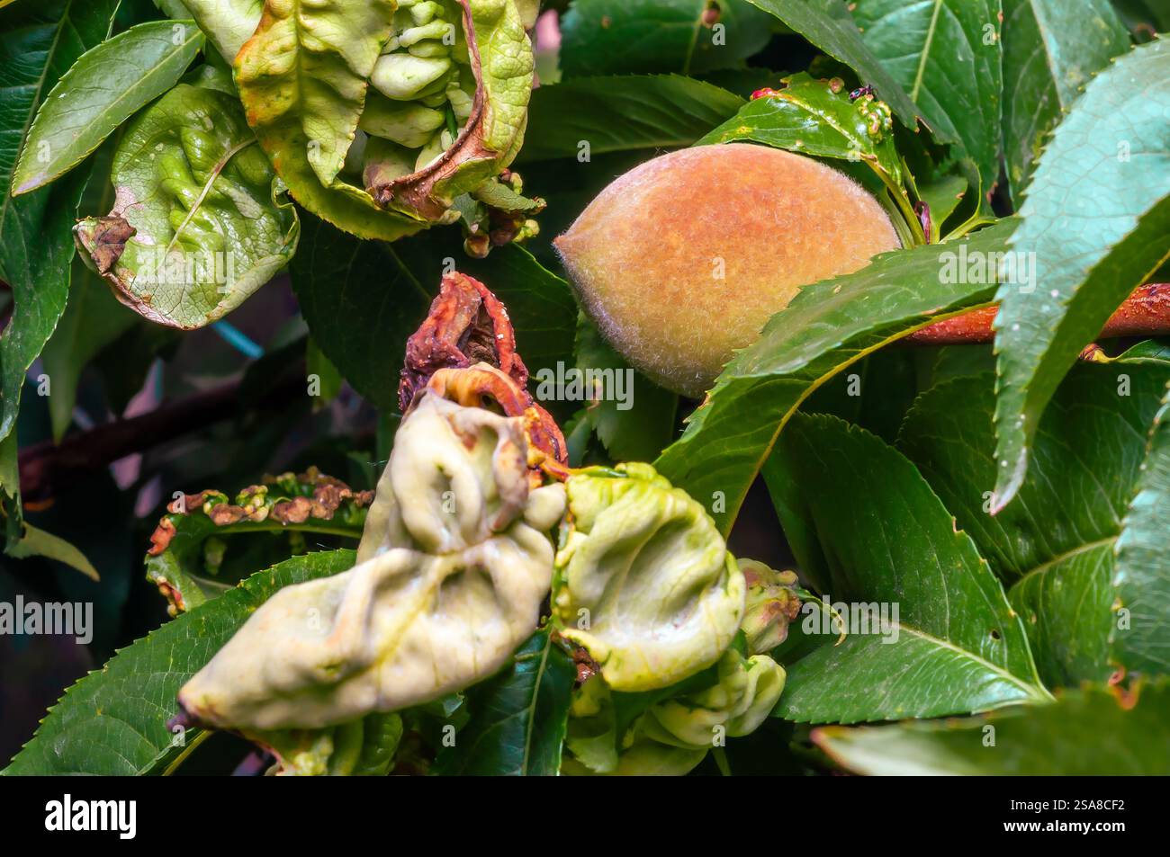 A ripe peach hangs on a tree branch, surrounded by leaves showing signs ...