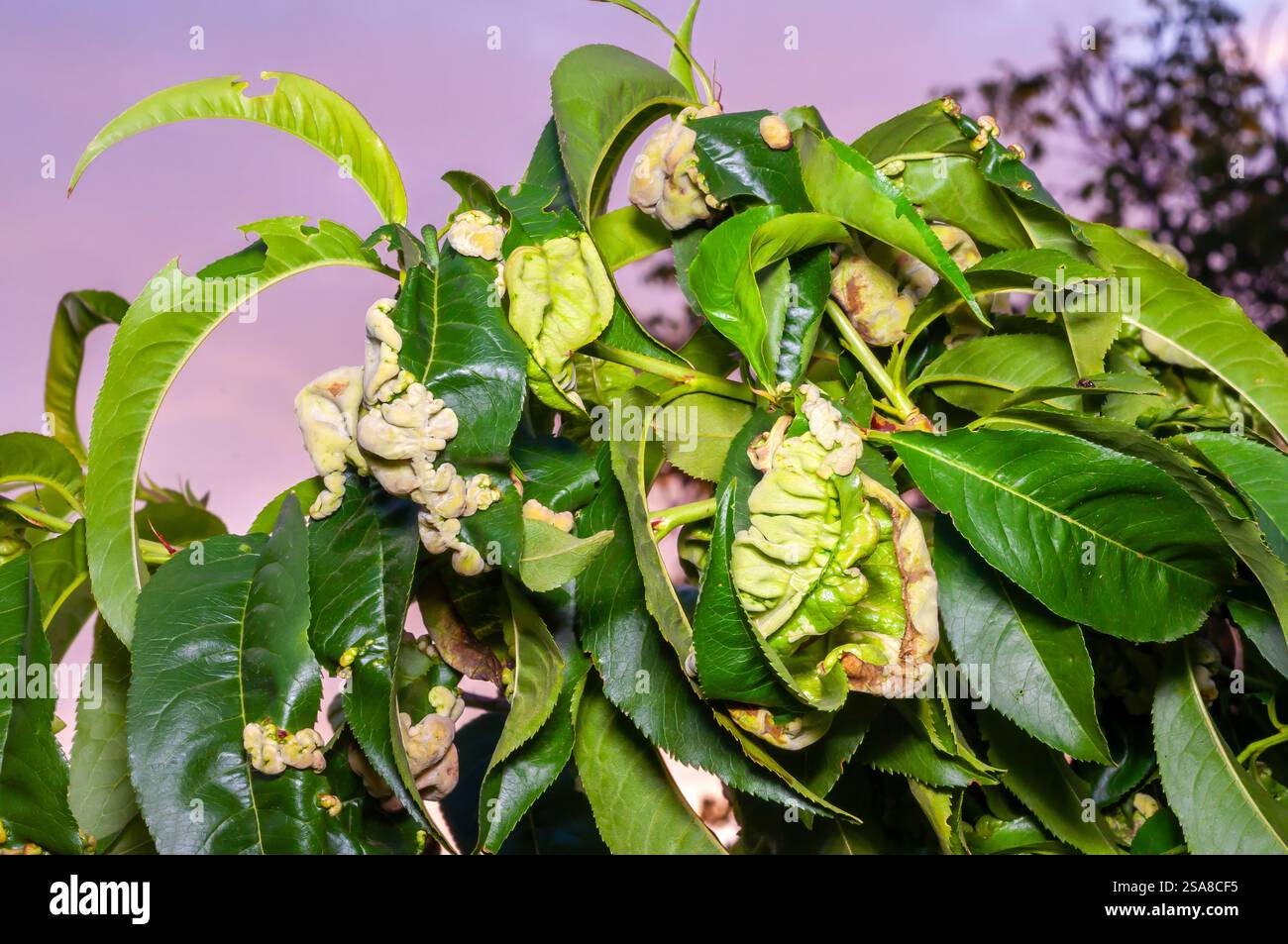 Peach tree leaves are affected by leaf curl disease, showing distorted, thickened, and reddish ...