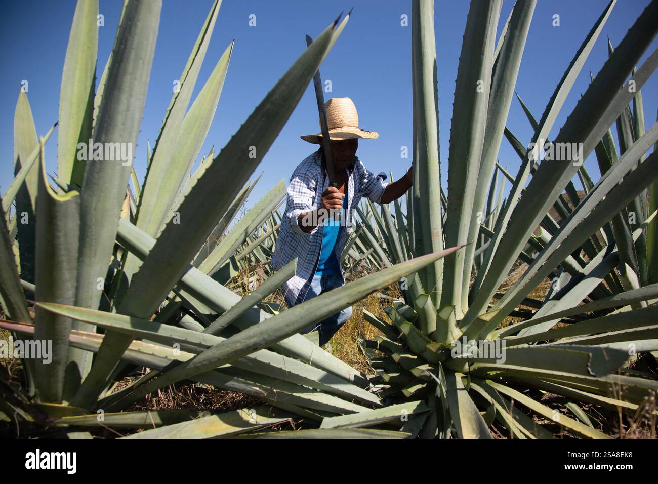 Oaxaca, Mexico; 1st January 2025: La jima is the process of pruning the ...