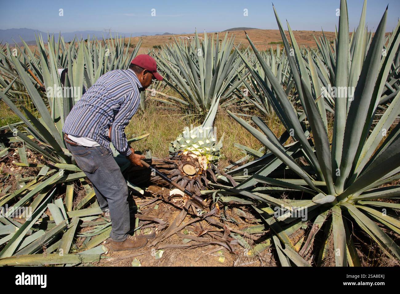 Oaxaca, Mexico; 1st January 2025: La jima is the process of pruning the ...