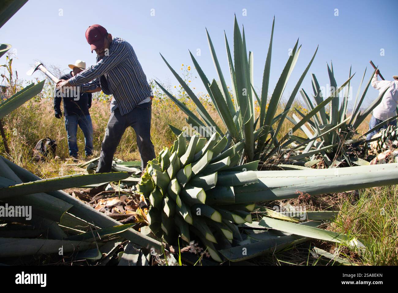 Oaxaca, Mexico; 1st January 2025: La jima is the process of pruning the ...