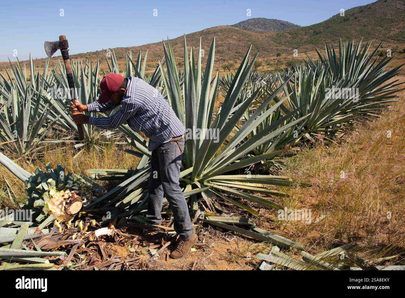 Oaxaca, Mexico; 1st January 2025: La jima is the process of pruning the ...