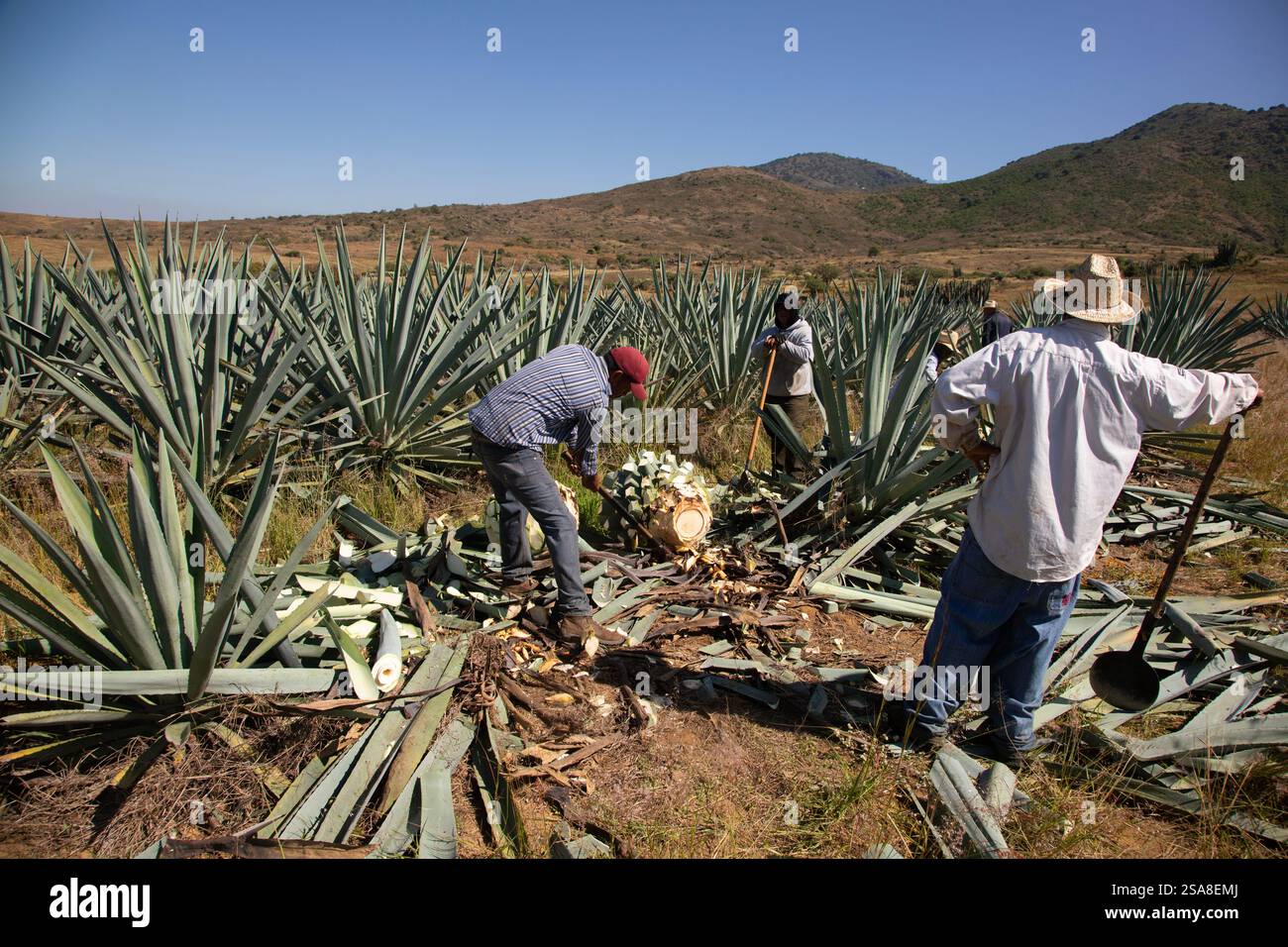 Oaxaca, Mexico; 1st January 2025: La jima is the process of pruning the ...