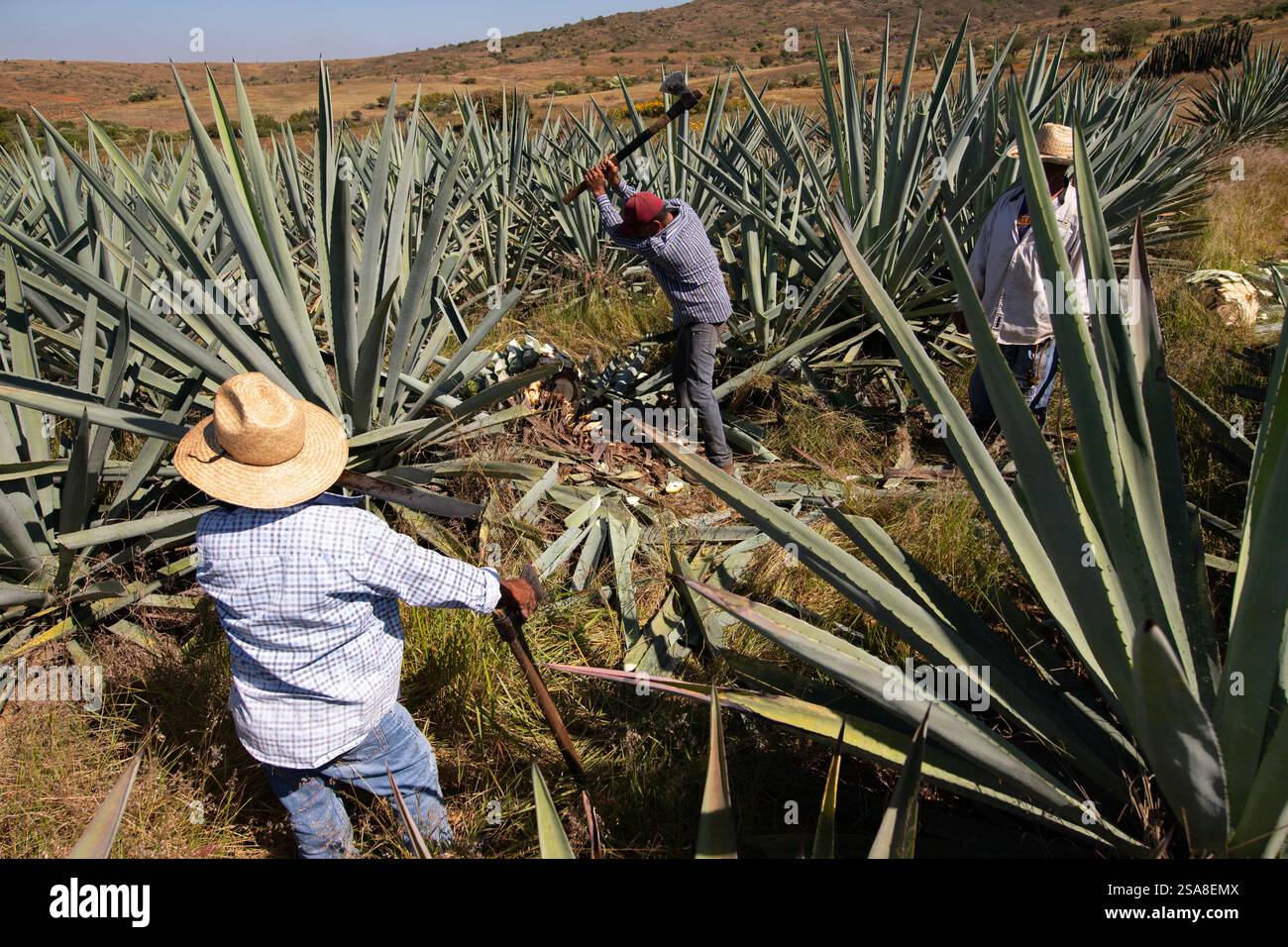 Oaxaca, Mexico; 1st January 2025: La jima is the process of pruning the ...
