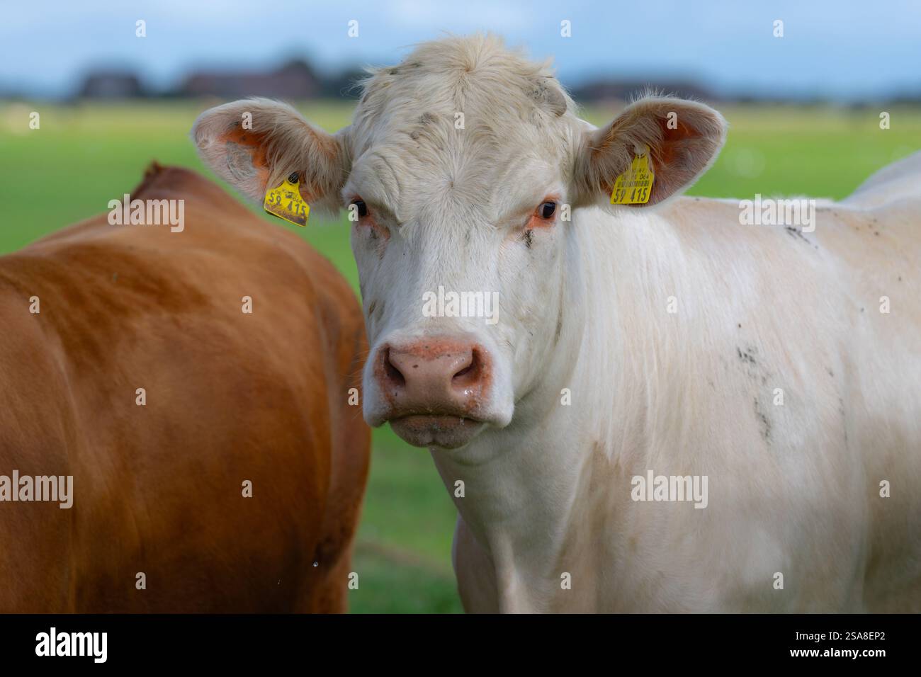 Cow at summer meadow. Cattle in green field. Cow in grassy pasture ...