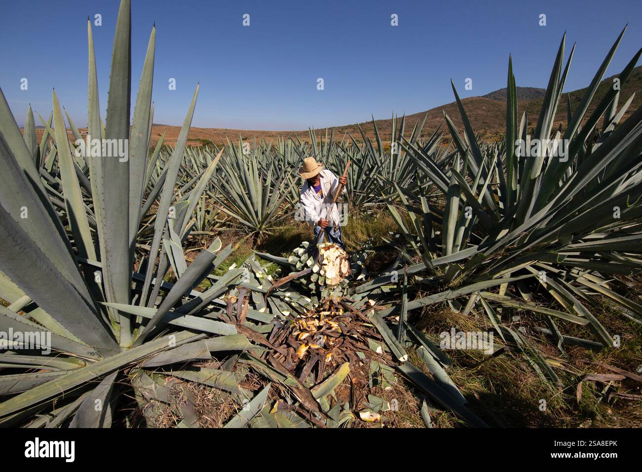 Oaxaca, Mexico; 1st January 2025: La jima is the process of pruning the ...