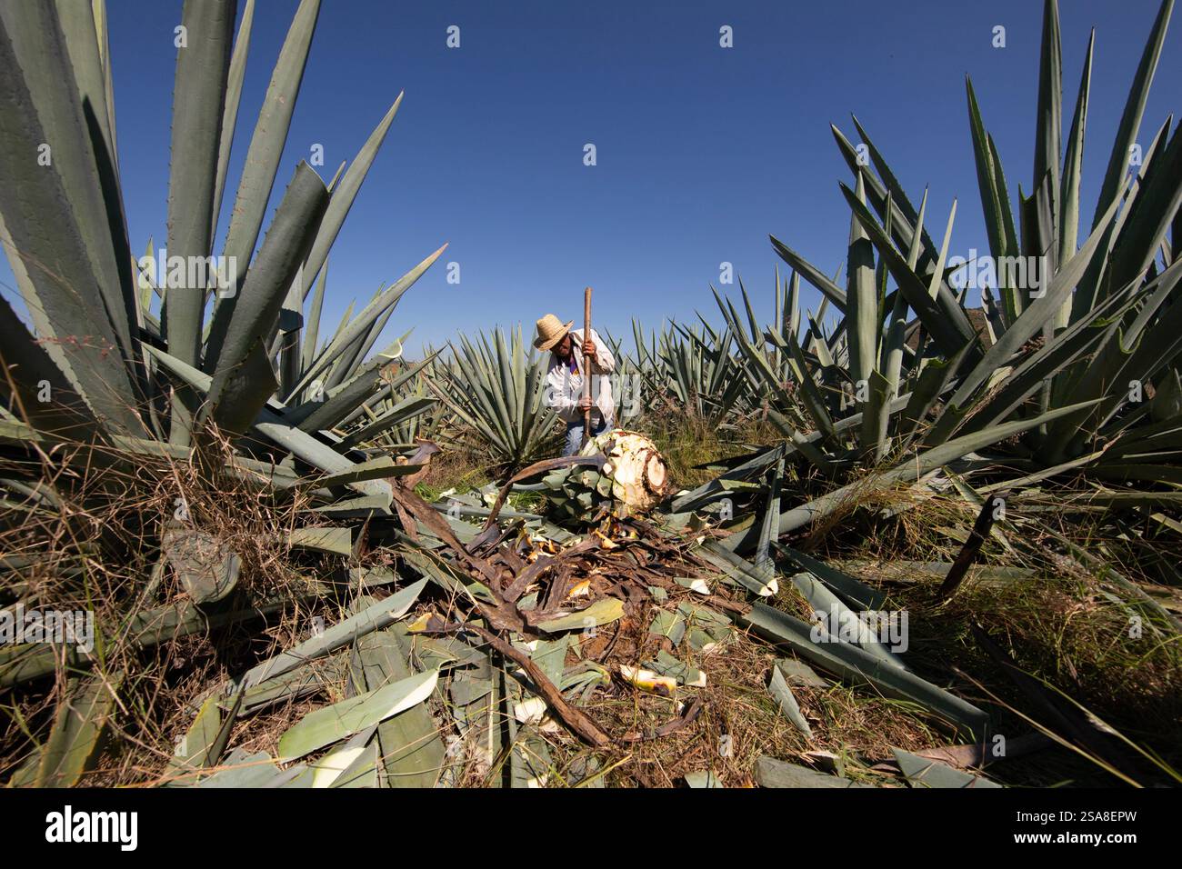 Oaxaca, Mexico; 1st January 2025: La jima is the process of pruning the ...