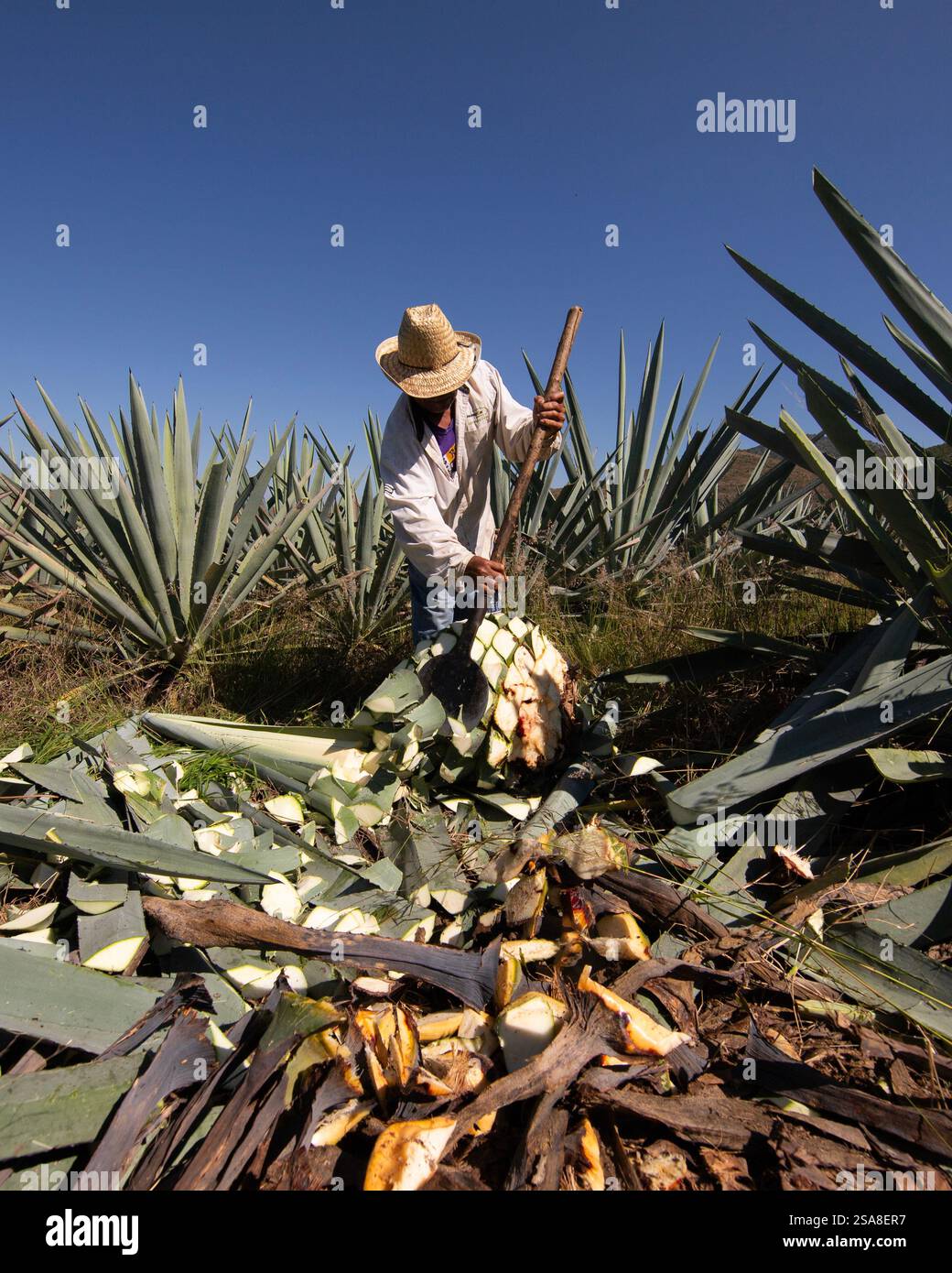 Oaxaca, Mexico; 1st January 2025: La jima is the process of pruning the ...