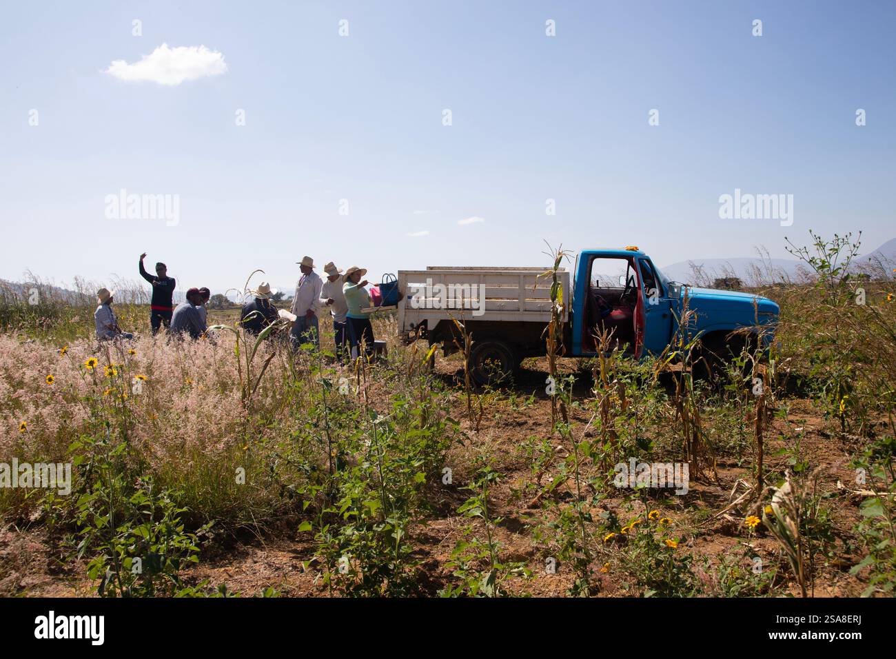 Oaxaca, Mexico; 1st January 2025: La jima is the process of pruning the ...