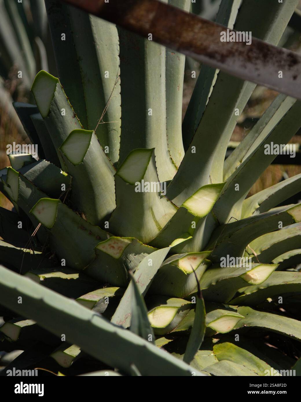 La jima is the process of pruning the agave by cutting its leaves and ...