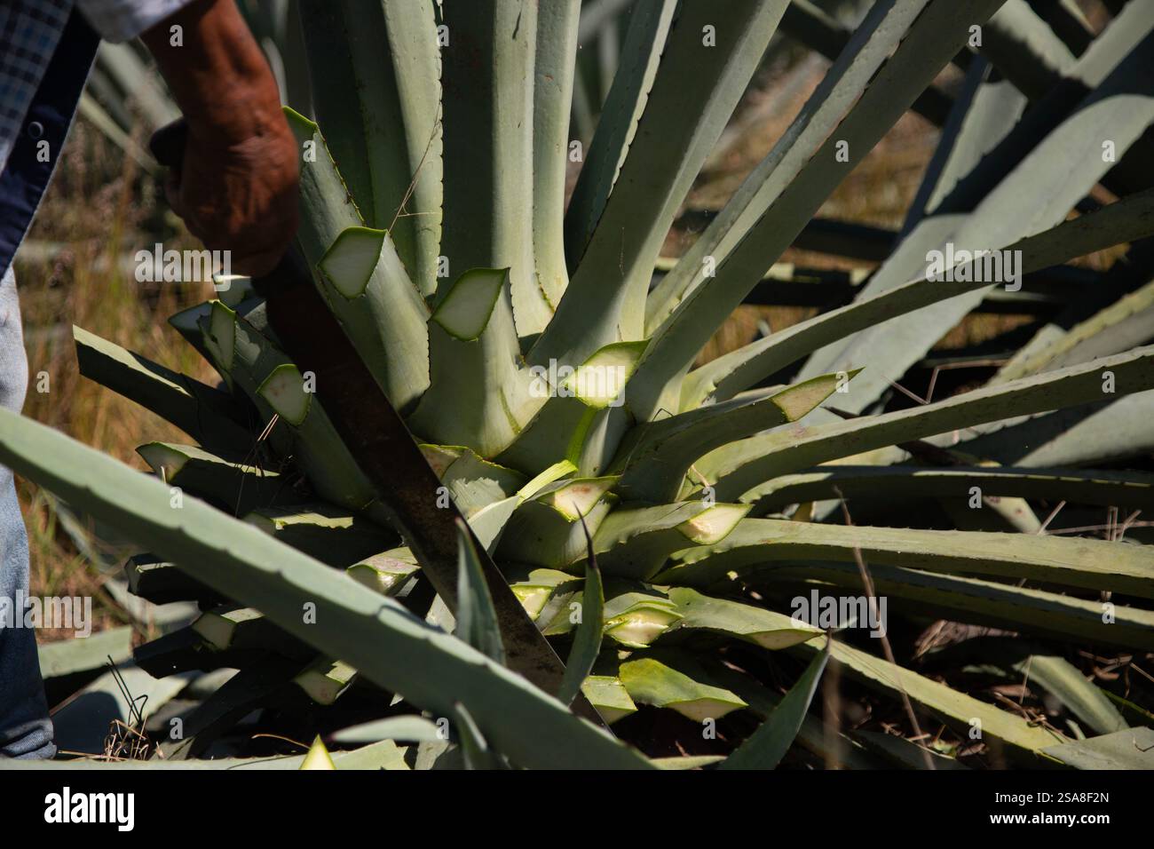 La jima is the process of pruning the agave by cutting its leaves and ...