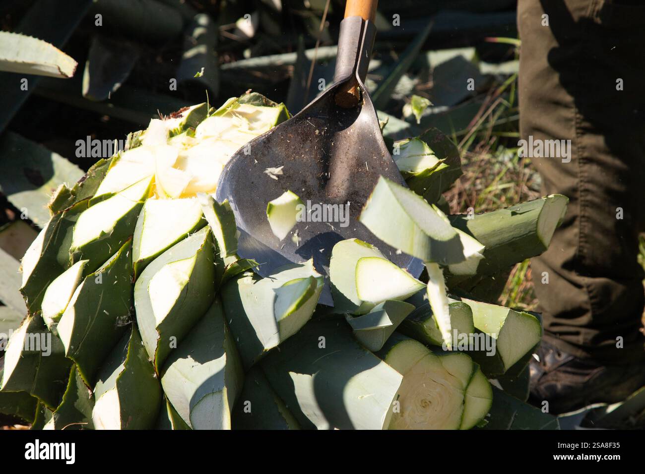 La jima is the process of pruning the agave by cutting its leaves and ...