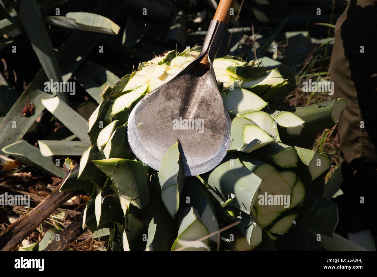 La jima is the process of pruning the agave by cutting its leaves and ...