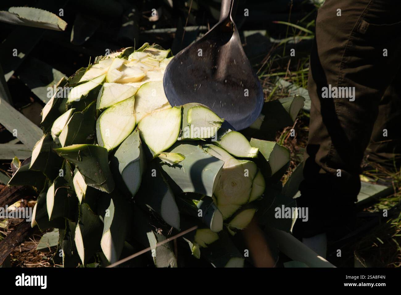 La jima is the process of pruning the agave by cutting its leaves and ...