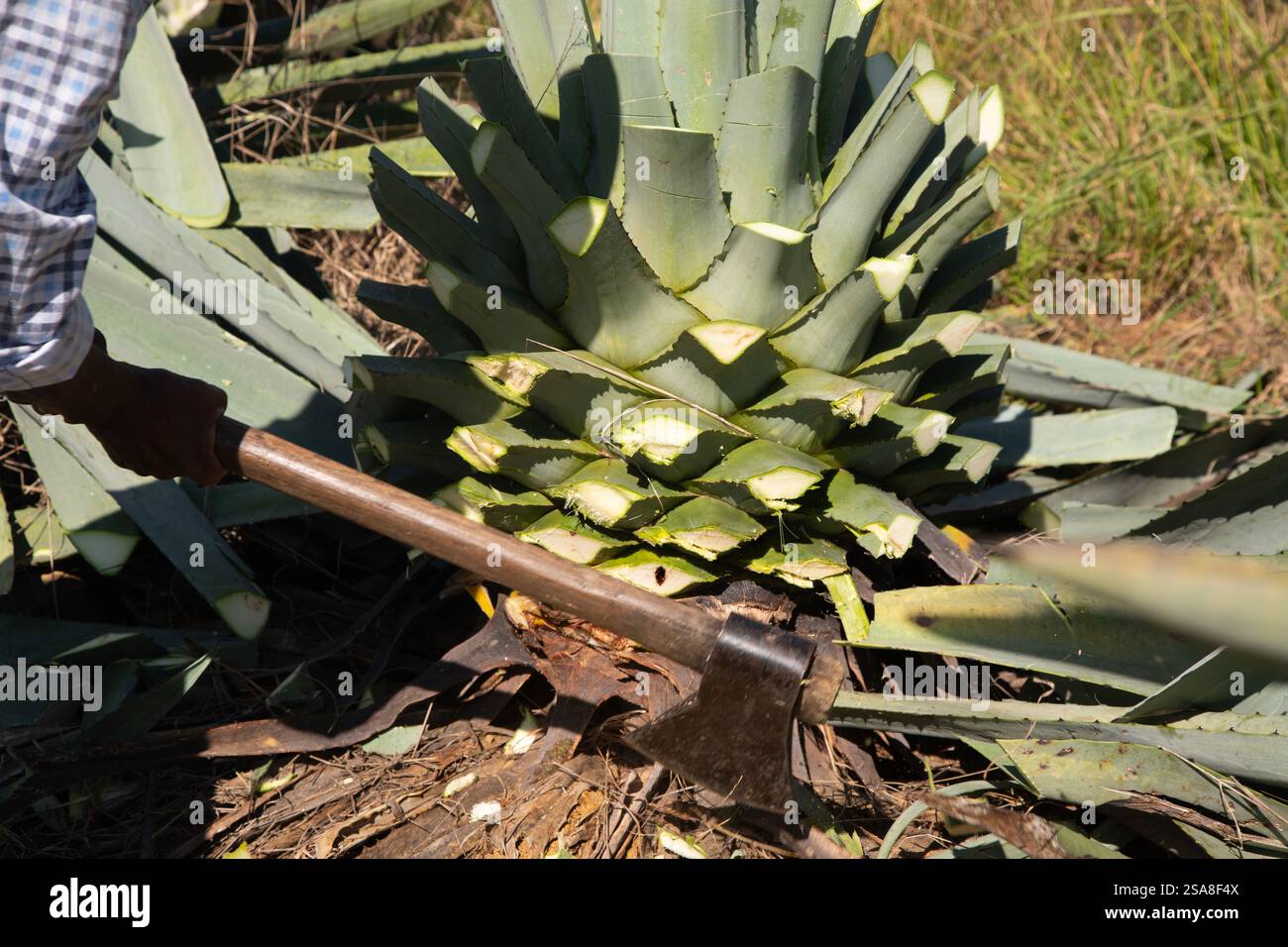 La jima is the process of pruning the agave by cutting its leaves and ...