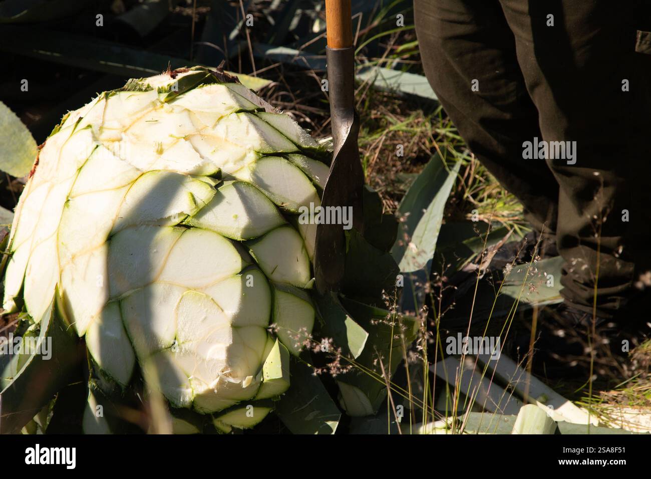 La jima is the process of pruning the agave by cutting its leaves and ...