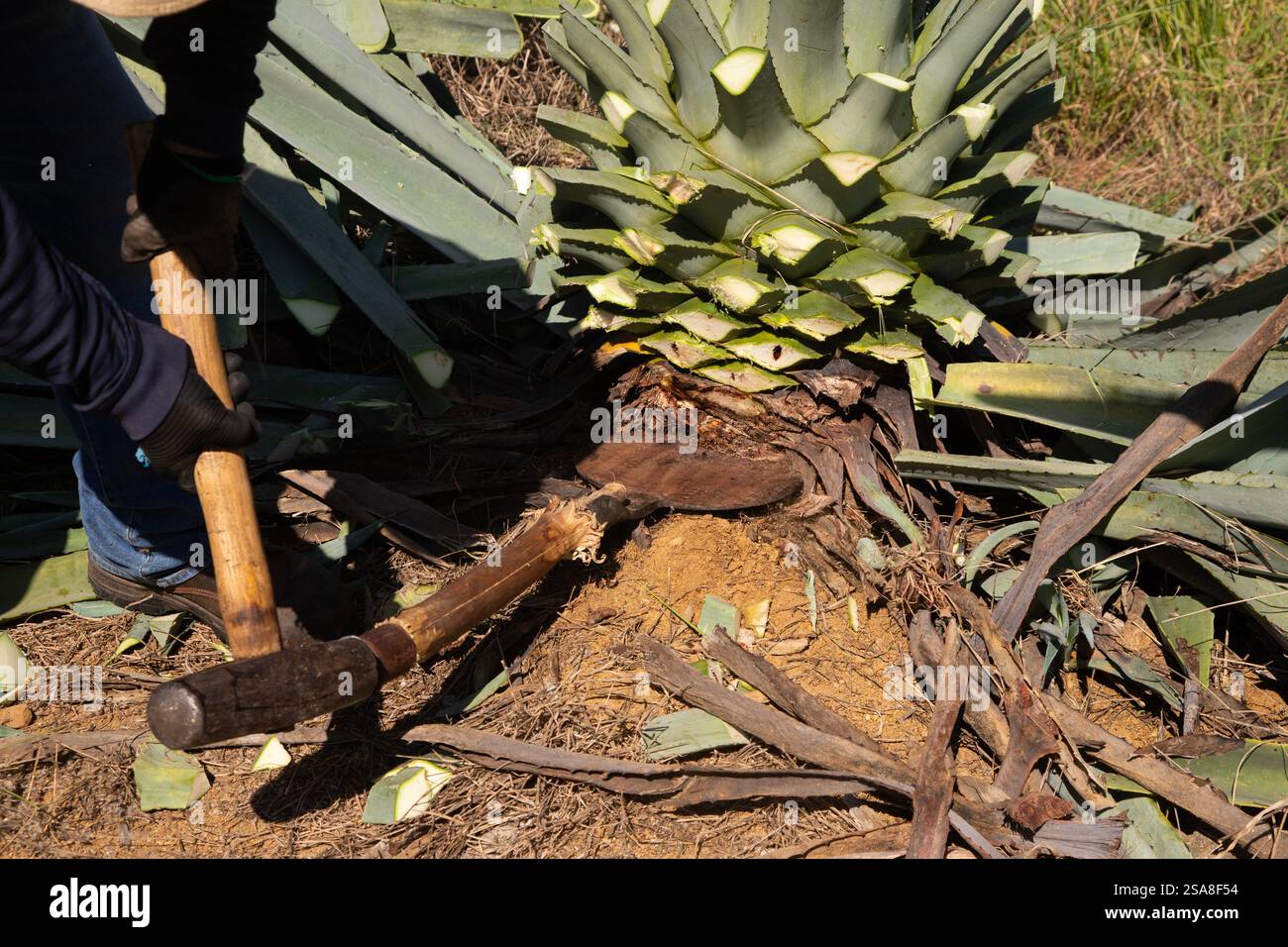 La jima is the process of pruning the agave by cutting its leaves and ...