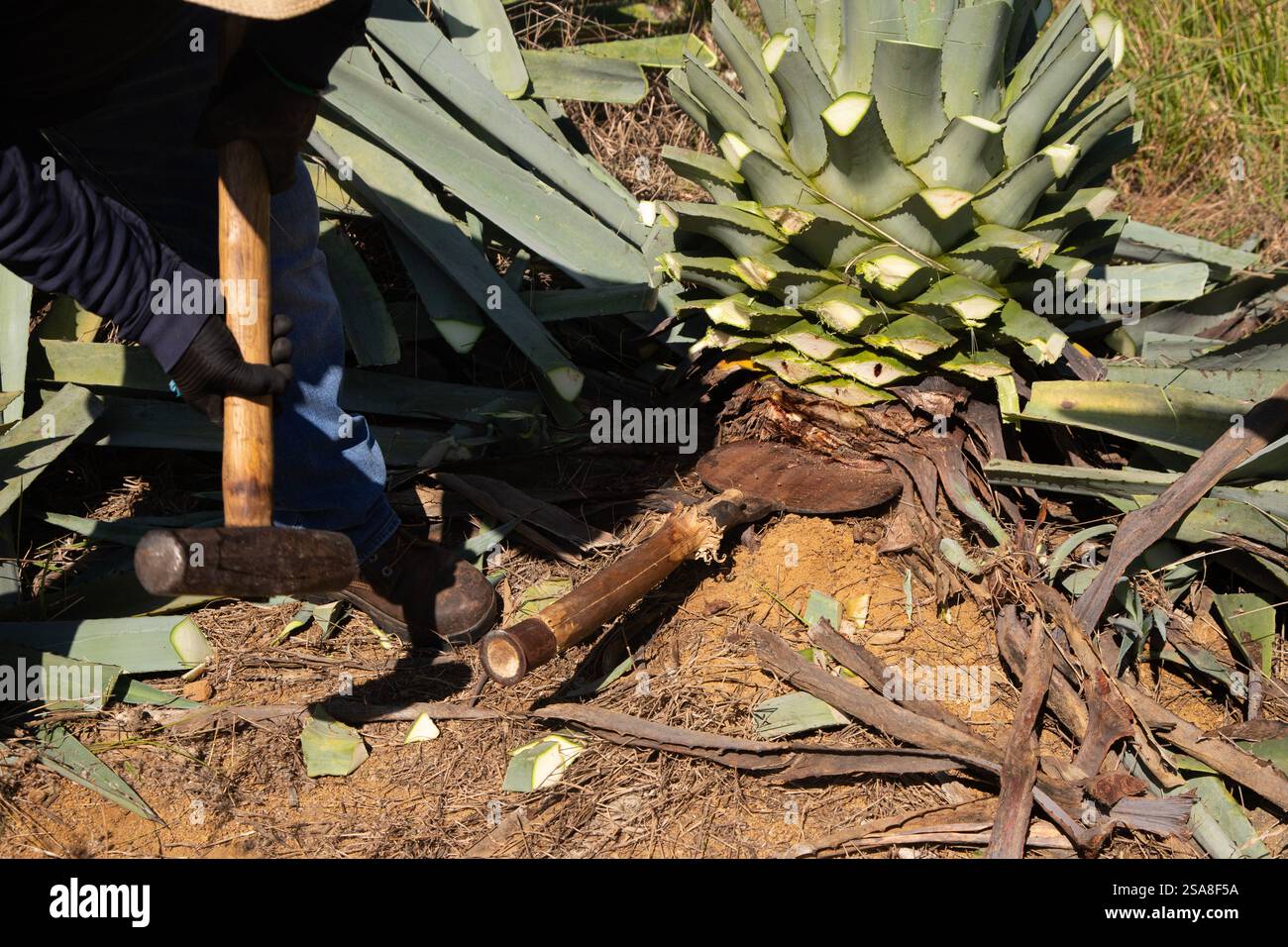 La jima is the process of pruning the agave by cutting its leaves and ...