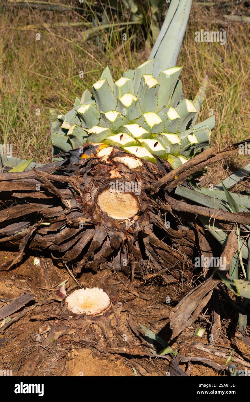 La jima is the process of pruning the agave by cutting its leaves and ...