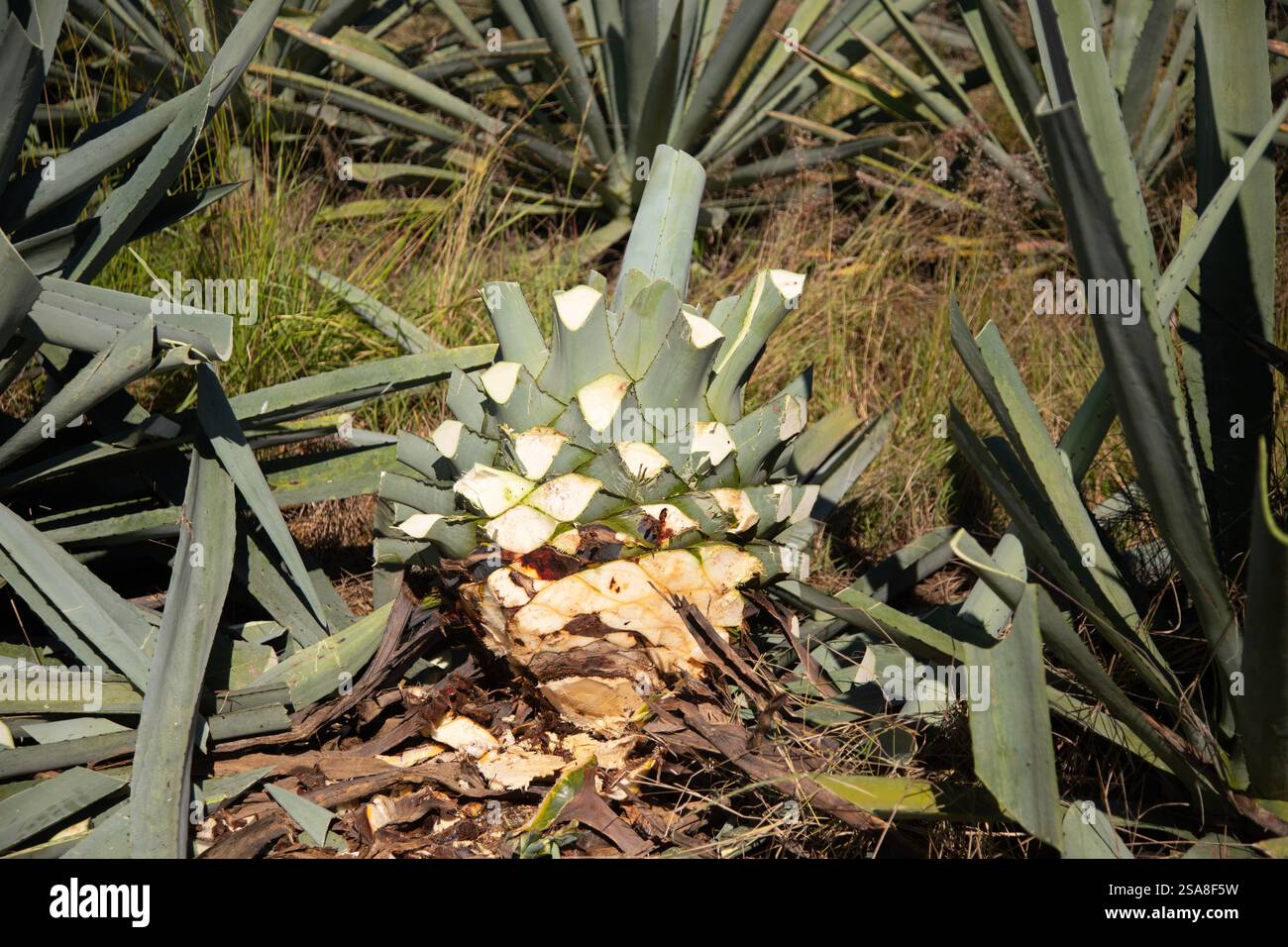 La jima is the process of pruning the agave by cutting its leaves and ...