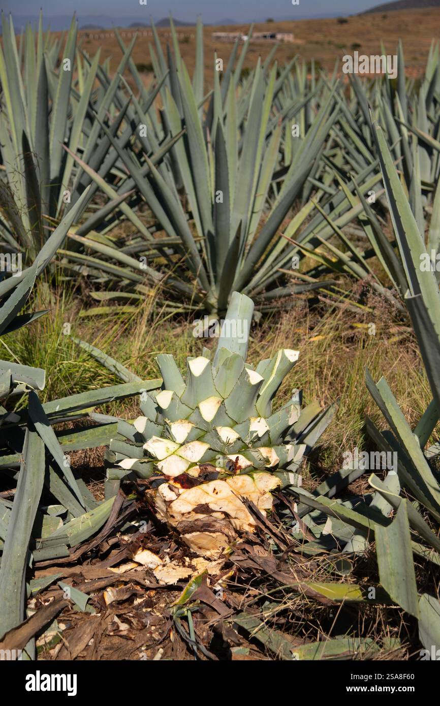 La jima is the process of pruning the agave by cutting its leaves and ...