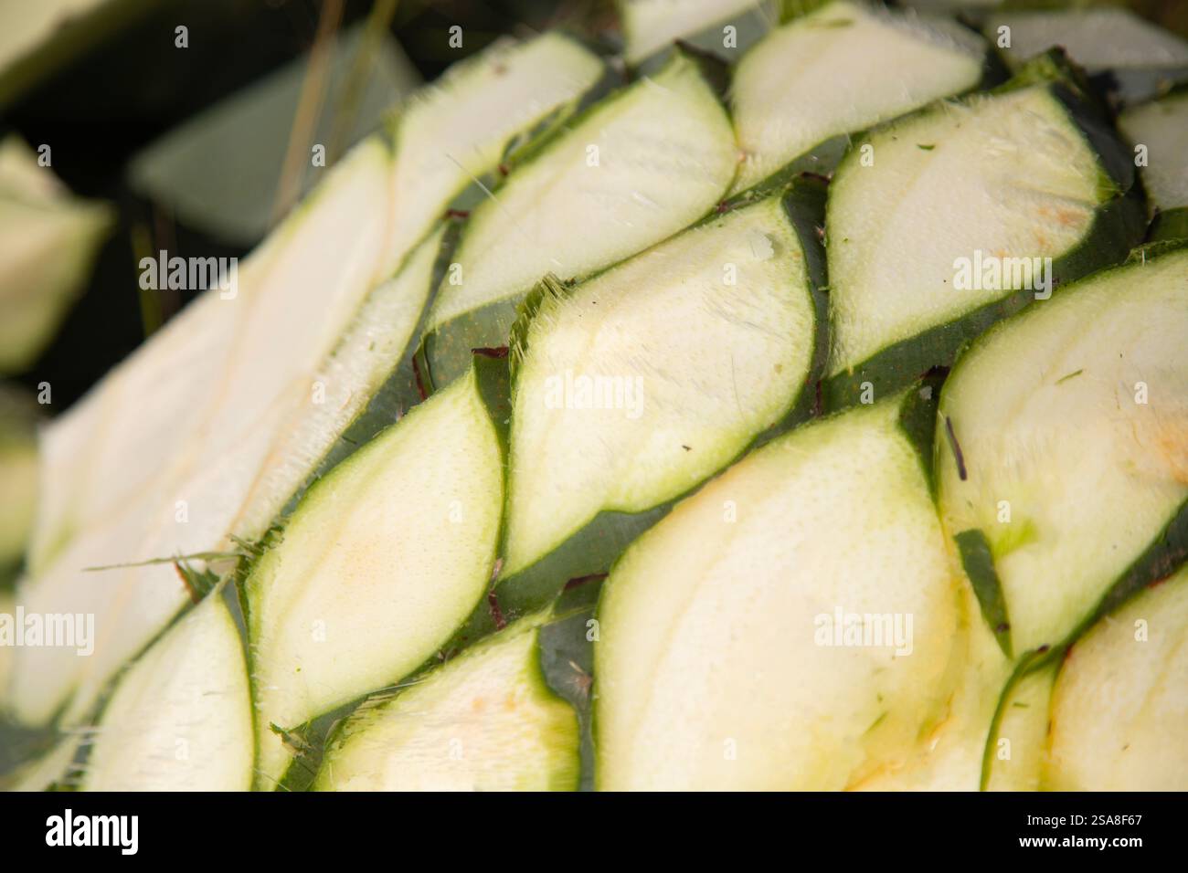 La jima is the process of pruning the agave by cutting its leaves and ...