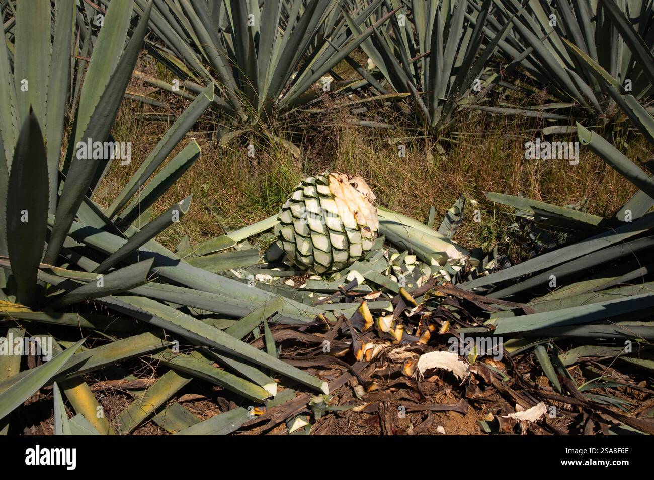 La jima is the process of pruning the agave by cutting its leaves and ...