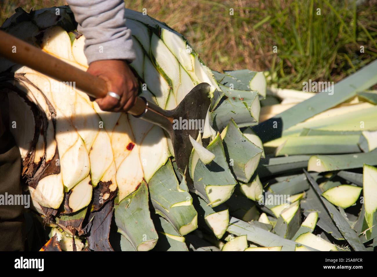 La jima is the process of pruning the agave by cutting its leaves and ...