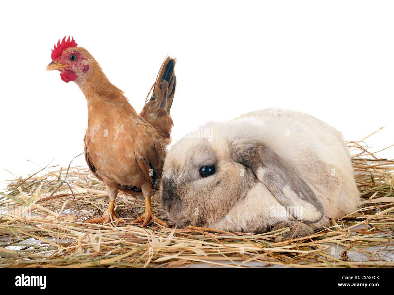 rabbit and chicken in front of white background Stock Photo - Alamy