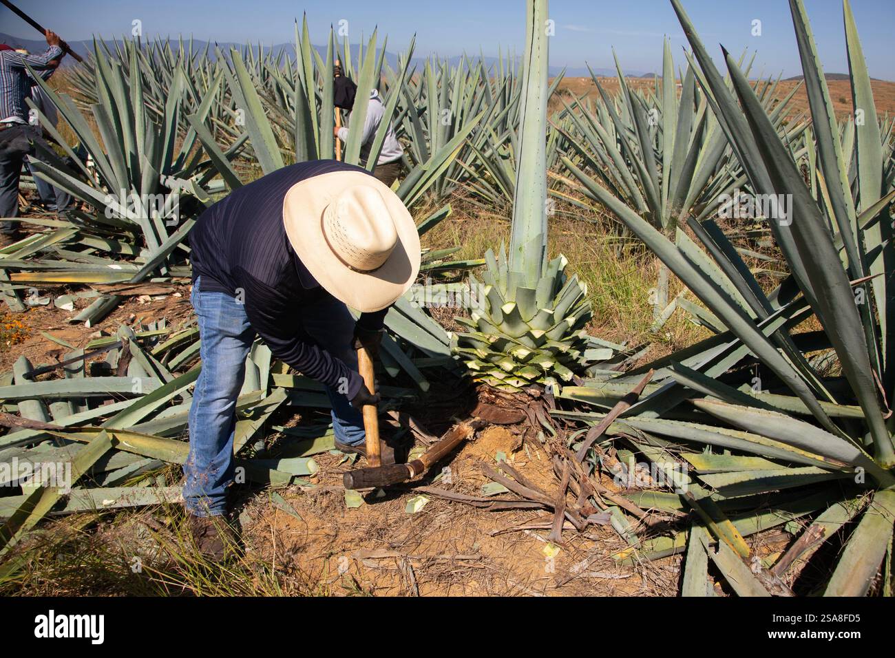 La jima is the process of pruning the agave by cutting its leaves and ...