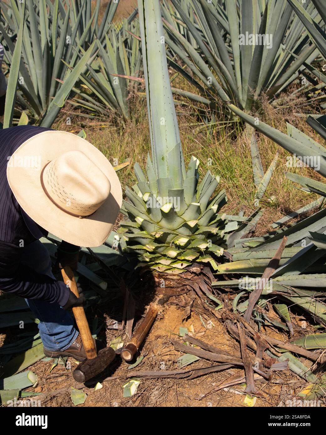 La jima is the process of pruning the agave by cutting its leaves and ...