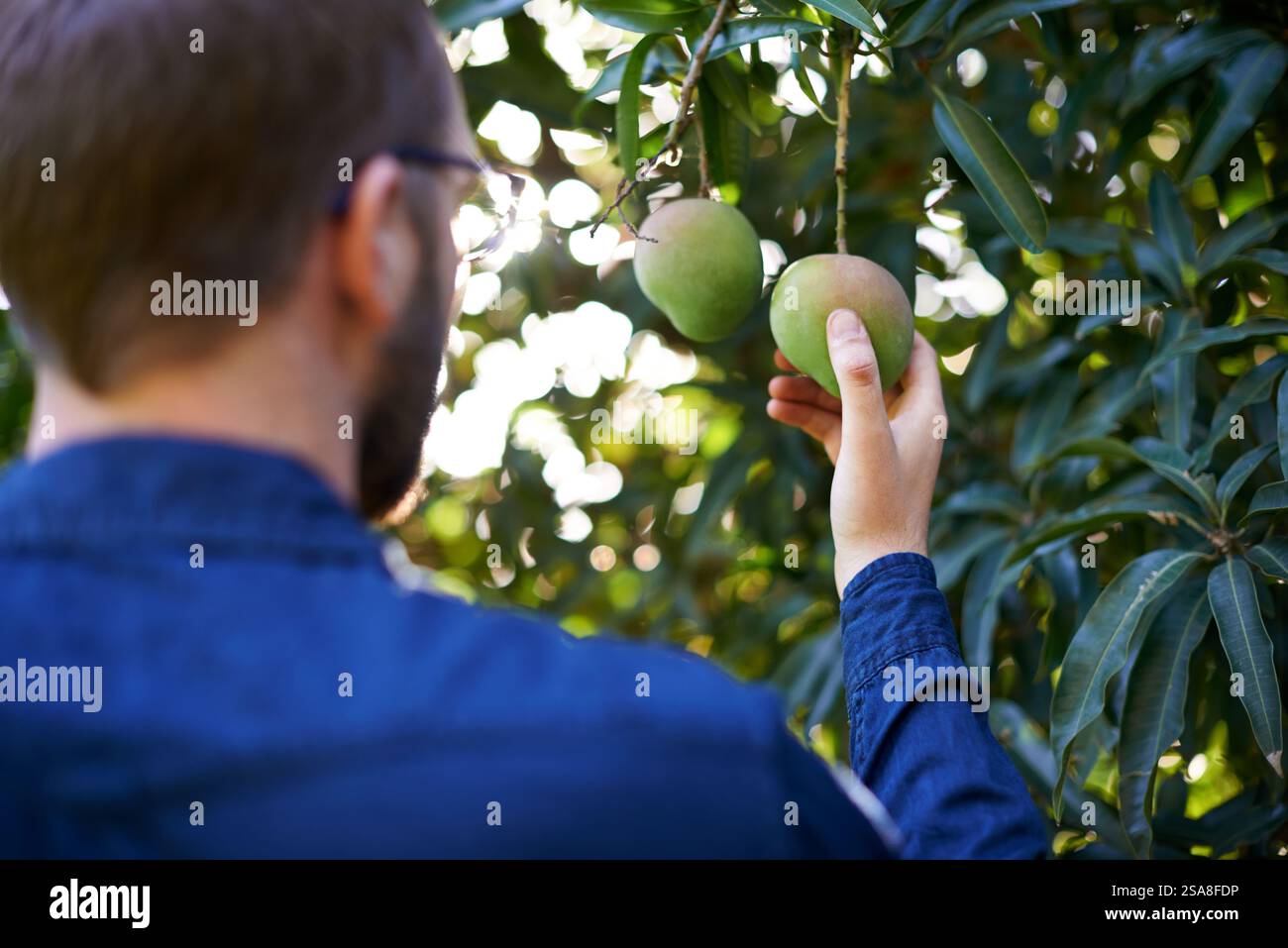 People reaching fruit on tree hi-res stock photography and images - Alamy