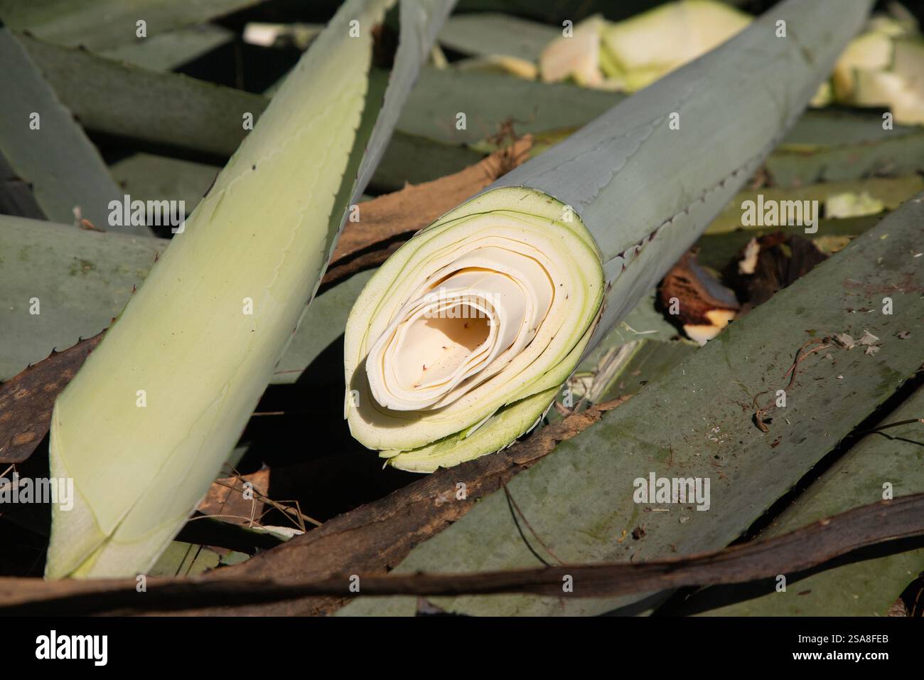 La jima is the process of pruning the agave by cutting its leaves and ...