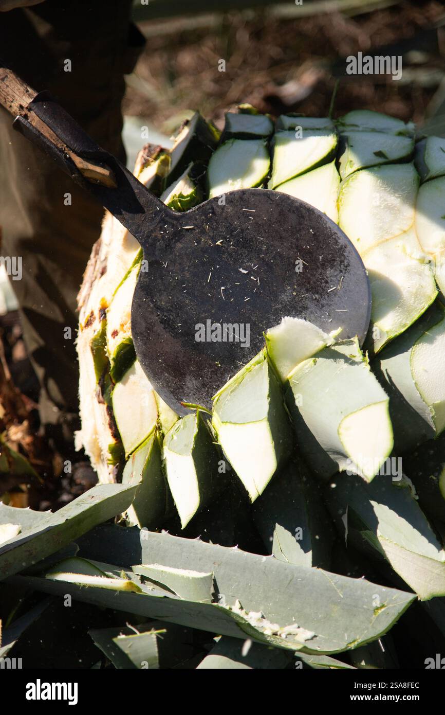 La jima is the process of pruning the agave by cutting its leaves and ...