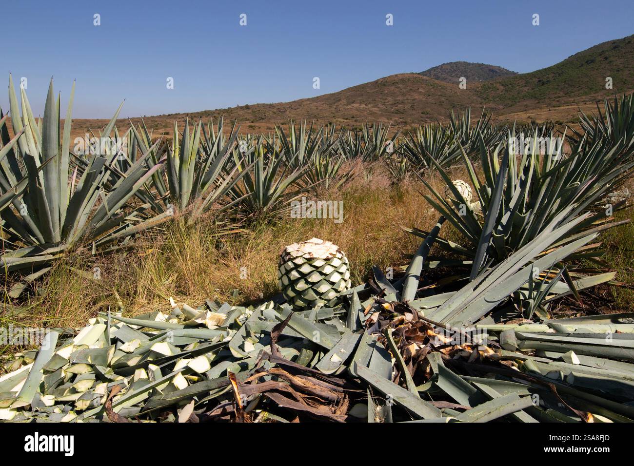 La jima is the process of pruning the agave by cutting its leaves and ...