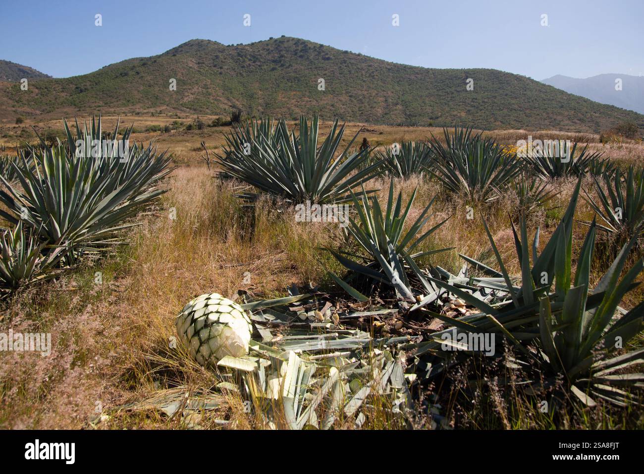 La jima is the process of pruning the agave by cutting its leaves and ...