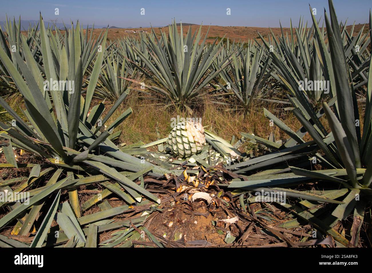 La jima is the process of pruning the agave by cutting its leaves and ...