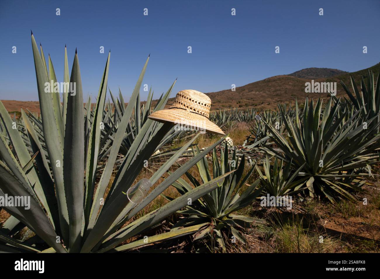 La jima is the process of pruning the agave by cutting its leaves and ...