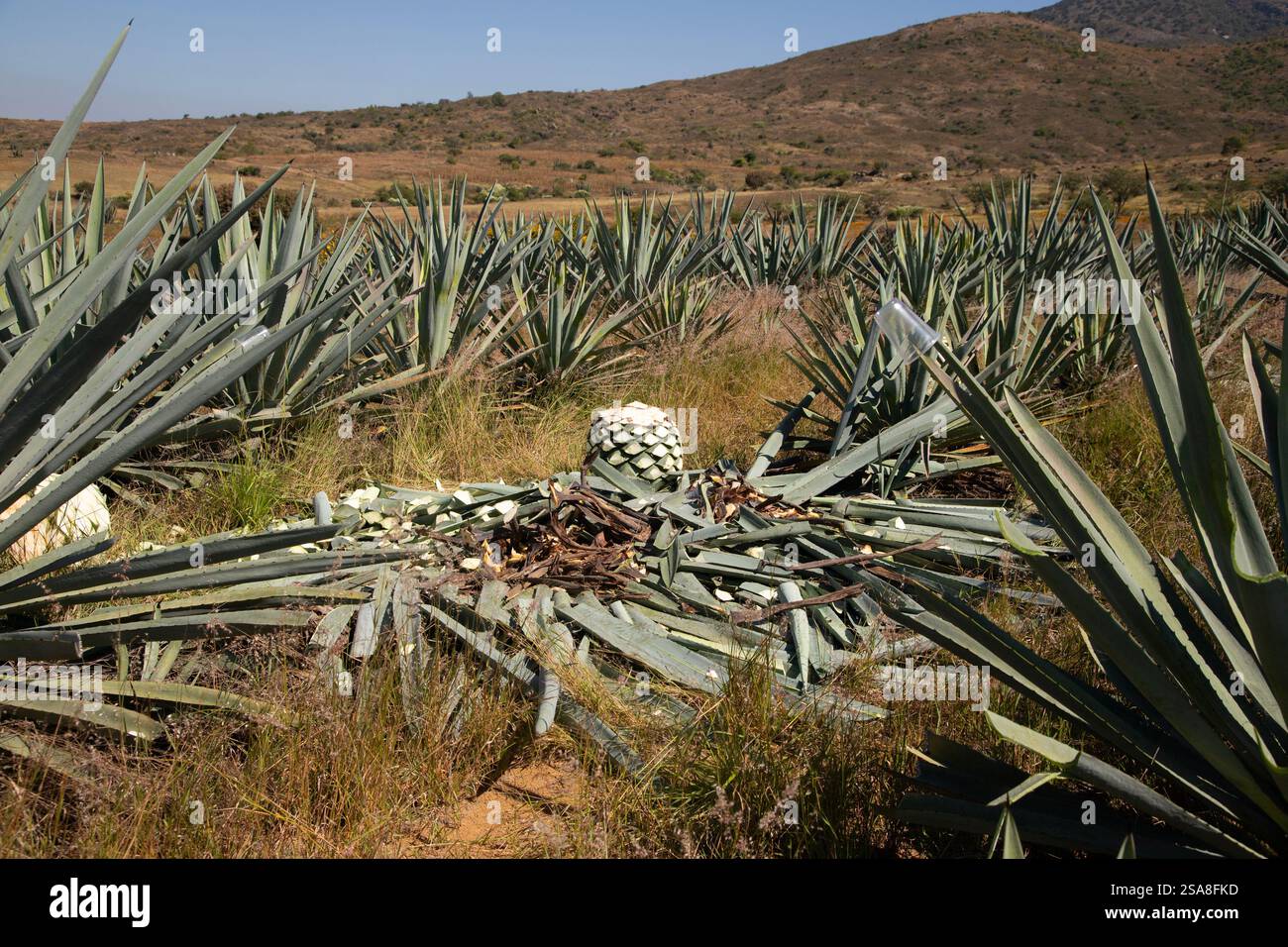 La jima is the process of pruning the agave by cutting its leaves and ...