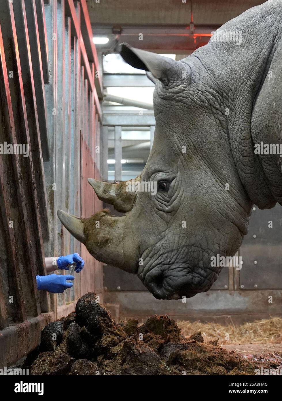 A zookeeper takes a faecal sample from Spud, a seven year old male ...