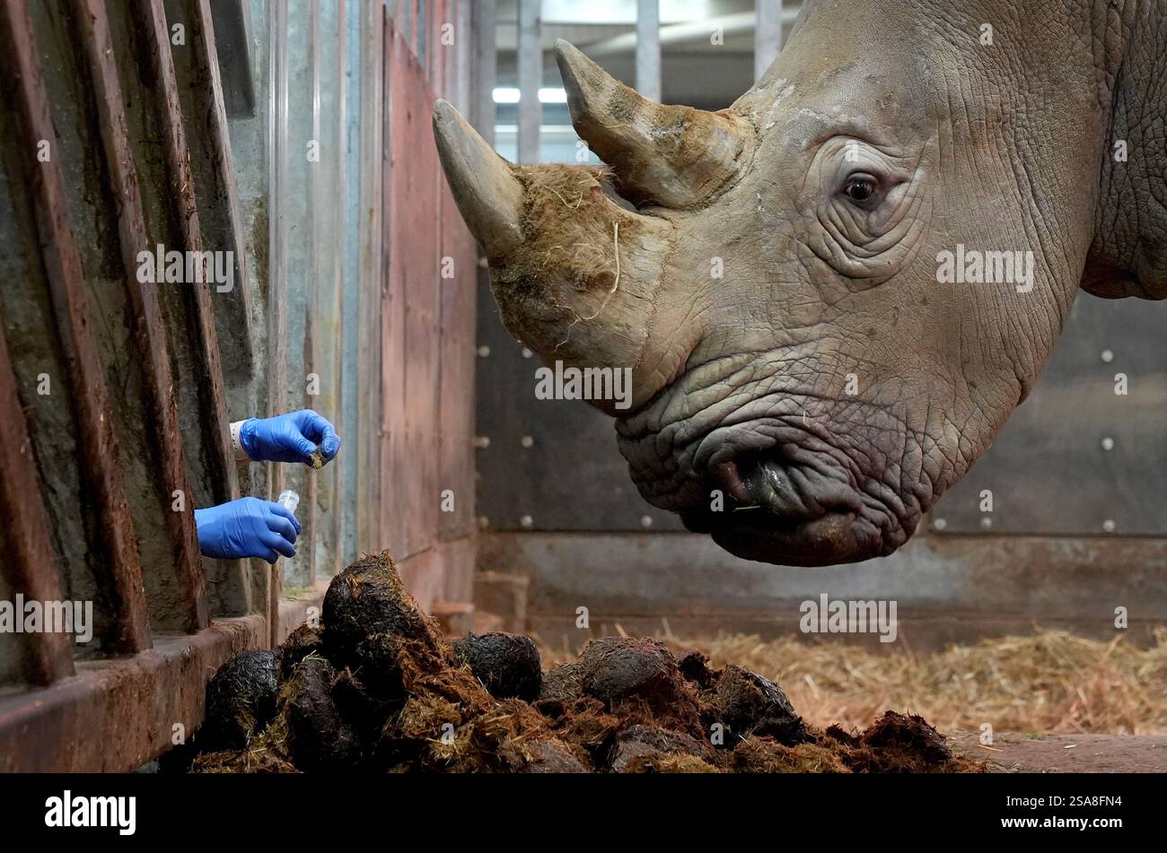 A zookeeper takes a faecal sample from Spud, a seven year old male ...