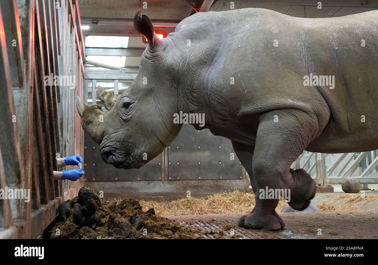 A zookeeper takes a faecal sample from Spud, a seven year old male ...