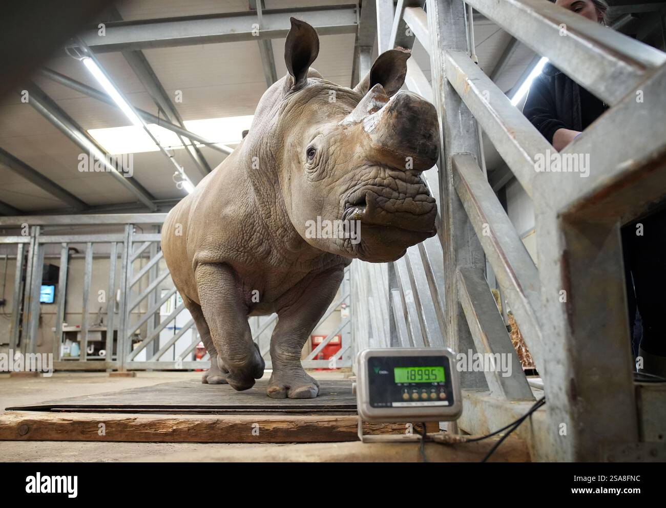 Gyasi, a male rhinoceros, stands on weighing scales in his enclosure ...